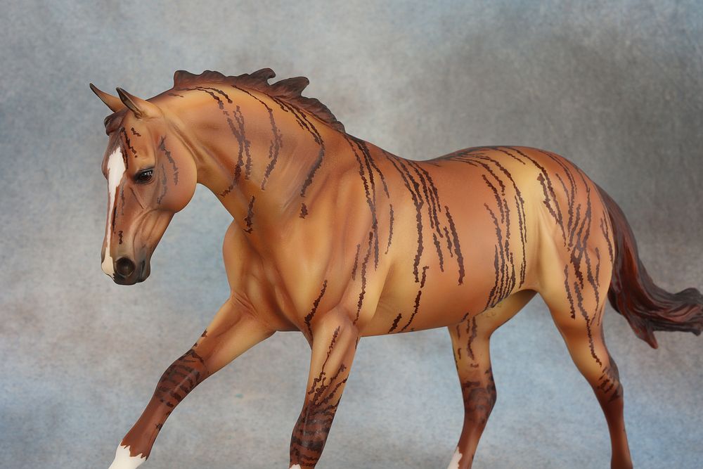 Identify Your Breyer - Australian Stock Horse (Dundee)